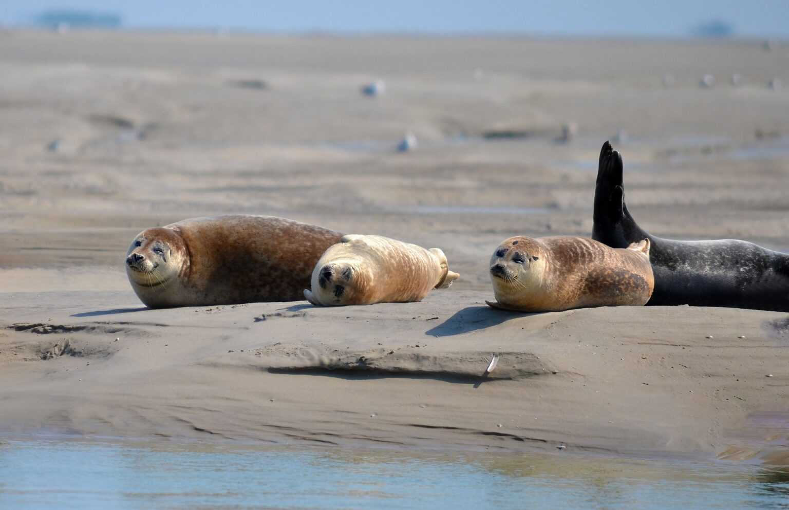 Voir les phoques en baie de Somme, mode d’emploi